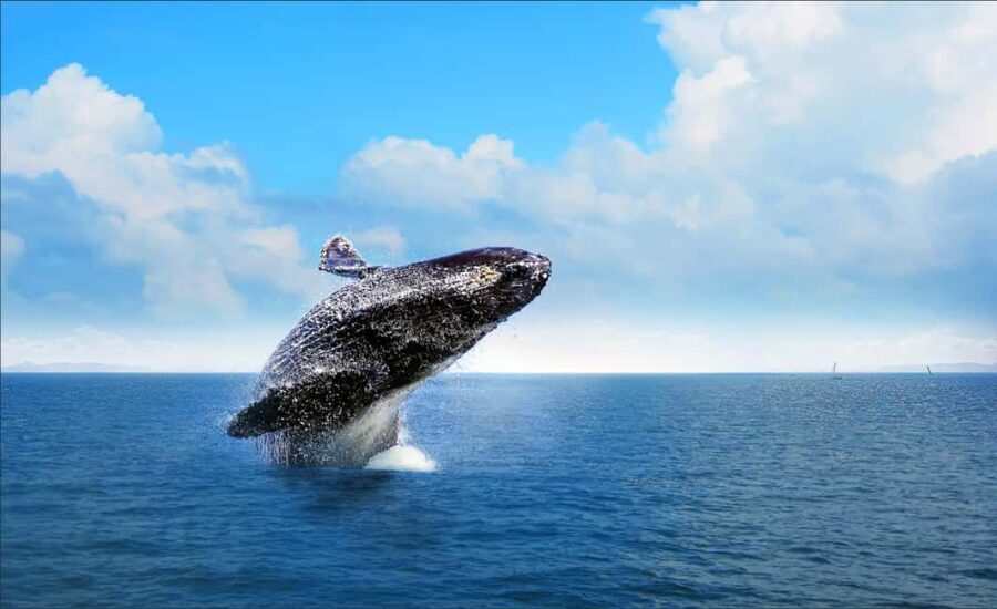 Miches : Private Whale Watching Samana bay - What Makes This Tour Stand Out?