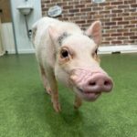Micro Pig Café in Osaka Pet and Snap Cute Moments - Detailed Breakdown of the Experience