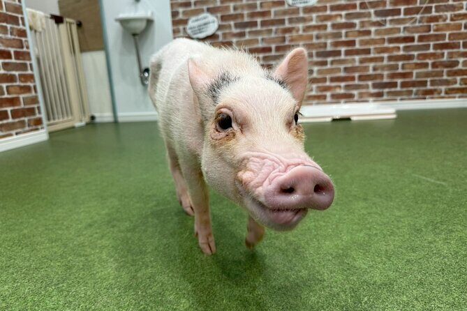 Micro Pig Café in Osaka Pet and Snap Cute Moments - Detailed Breakdown of the Experience