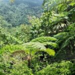 Millet Rainforest Hiking Experience - Is it Worth the Price?