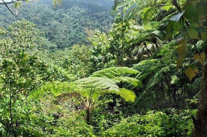 Millet Rainforest Hiking Experience - Is it Worth the Price?