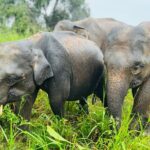 Minneriya And Kaudulla National Park Safari- From Sigiriya - The Itinerary in Detail