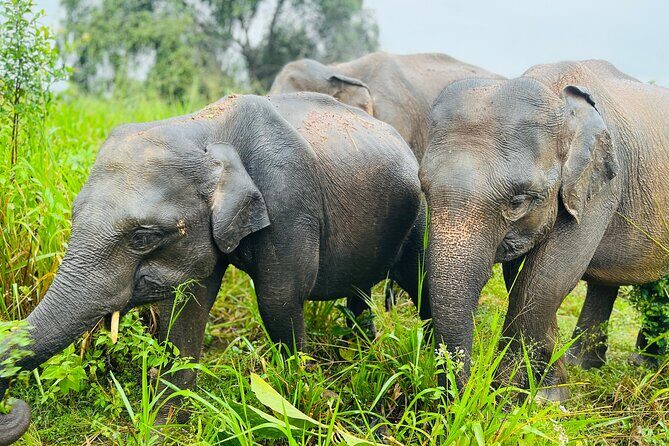 Minneriya And Kaudulla National Park Safari- From Sigiriya - The Itinerary in Detail