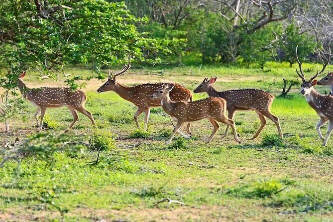 Minneriya Half Day Safari - What to Expect During Your Safari