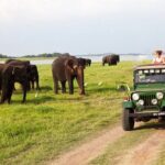 Minneriya Jeep Safari Tour from Pasikudah - The Itinerary in Detail