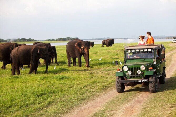 Minneriya Jeep Safari Tour from Pasikudah - The Itinerary in Detail