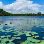 Minneriya National Park 4x4 Safari Wild Elephant Experience - Why This Safari is Worth It