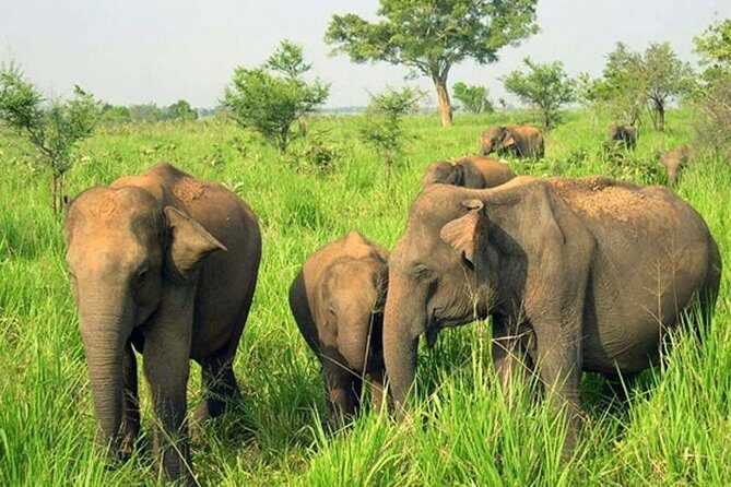 Minneriya National Park ( All Inclusive ) and Sigiriya Day Excursion - From History to Wilderness: A Perfect Day