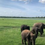 Minneriya National Park Elephant Safari - Why Choose the Minneriya Elephant Safari?