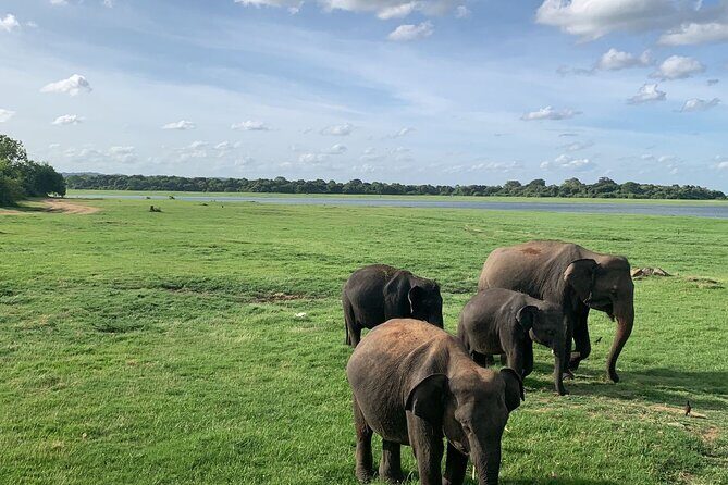 Minneriya National Park Elephant Safari - Why Choose the Minneriya Elephant Safari?