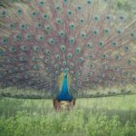 Minneriya National Park Elephant Safari  from Sigiriya - What Travelers Say About the Tour