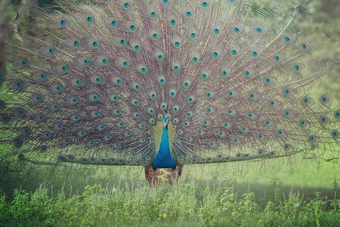 Minneriya National Park Elephant Safari  from Sigiriya - What Travelers Say About the Tour