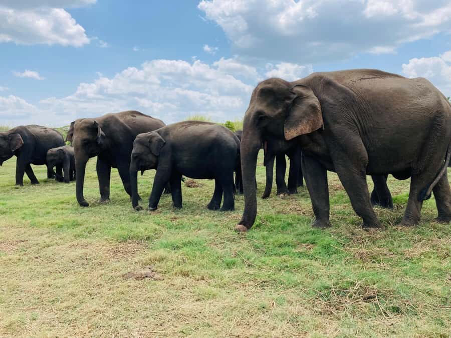 Minneriya National Park: Jeep Safari Include Entrance Fees - What Makes This Tour Stand Out?