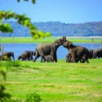 Minneriya National Park: Private Jeep Safari - All Inclusive - Who Should Consider This Safari?