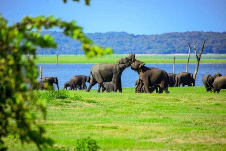 Minneriya National Park: Private Jeep Safari - All Inclusive - Who Should Consider This Safari?