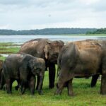 Minneriya National Park Private Jeep Safari with Elephant Viewing - A Detailed Look at the Itinerary