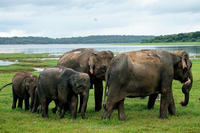 Minneriya National Park Private Jeep Safari with Elephant Viewing - A Detailed Look at the Itinerary