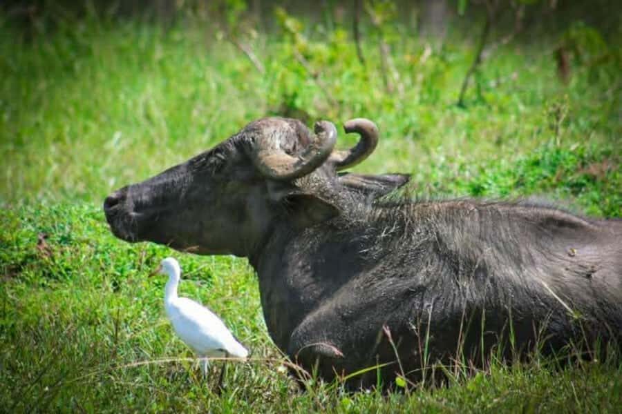 Minneriya National Park Safari: Elephants, Birds & Wildlife - The Value of a Focused, Guided Safari
