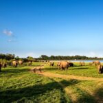 Minneriya National Park Safari from Kandy - Final Thoughts: Is This Tour Worth It?