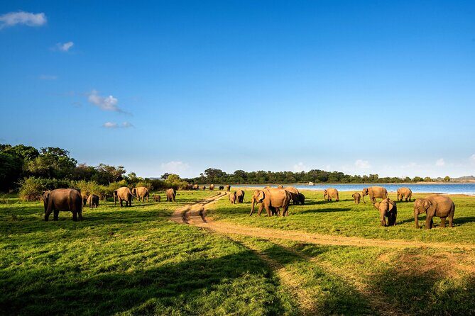 Minneriya National Park Safari from Kandy - Final Thoughts: Is This Tour Worth It?