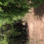 Minneriya National Park Safari Tour From Dambulla or Polonnaruwa - What Travelers Can Expect at Minneriya