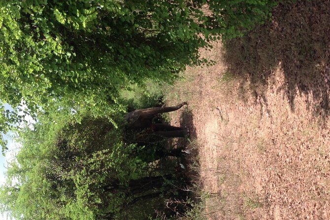 Minneriya National Park Safari Tour From Dambulla or Polonnaruwa - What Travelers Can Expect at Minneriya