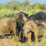 Minneriya National Park Shared 4WD Adventure - An In-Depth Look at the Minneriya Safari Experience