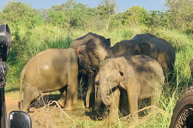 Minneriya National Park Shared 4WD Adventure - An In-Depth Look at the Minneriya Safari Experience