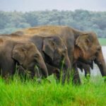 Minneriya Safari: Morning Birds or Afternoon Herds - How This Tour Fits into Your Sri Lanka Adventure