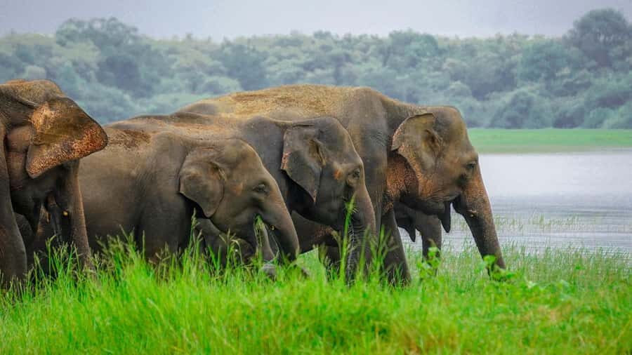 Minneriya Safari: Morning Birds or Afternoon Herds - How This Tour Fits into Your Sri Lanka Adventure