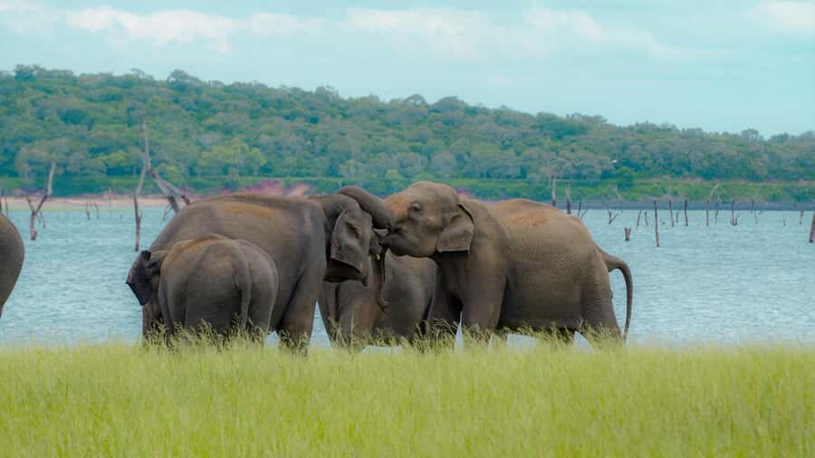 Minneriya: Twilight Safari Experience in the Land of Giants - The Itinerary and Duration