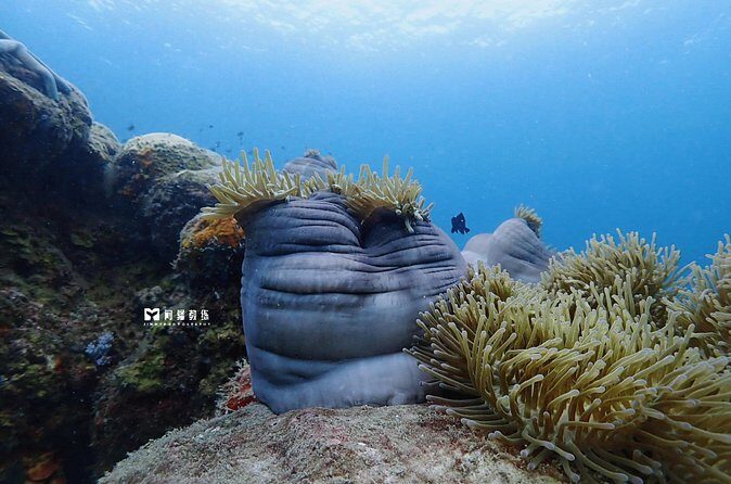 Miri Coral Reef Day Dive - Who Should Consider This Tour?