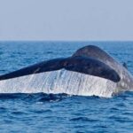 Mirissa: Blue Whale Watching & Turtle Snorkeling Combo Tour - The Bottom Line: Who Should Book This Tour?
