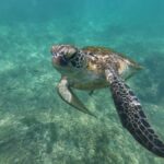 Mirissa: Coral Coast Divers Snorkeling Tour with Turtles - Why This Tour Works for Travelers