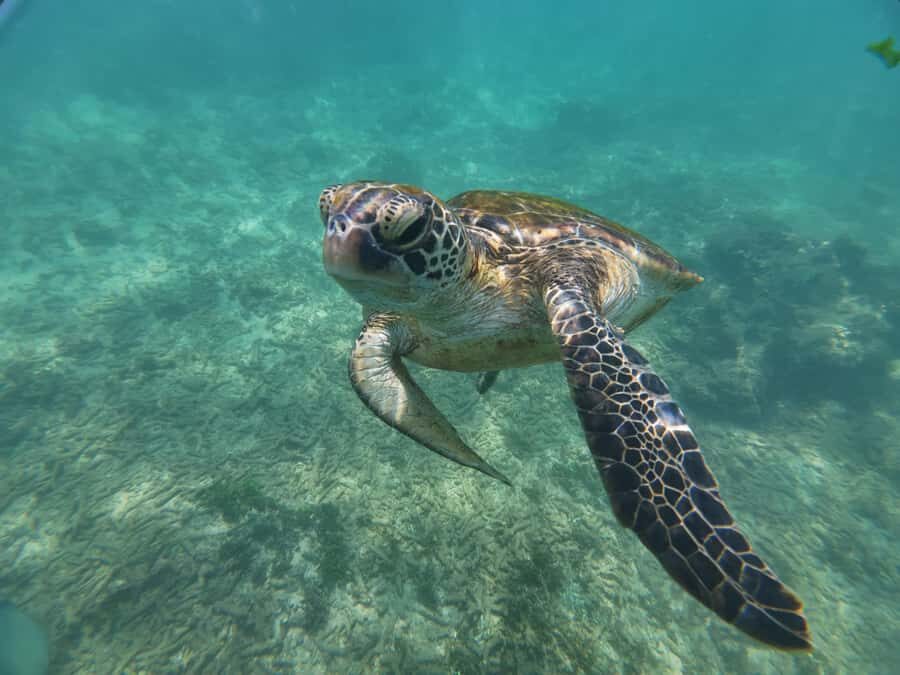 Mirissa: Coral Coast Divers Snorkeling Tour with Turtles - Why This Tour Works for Travelers