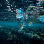 Mirissa: Night Snorkeling with Sea Turtles & Coral Reefs - The Itinerary in Detail