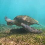 Mirissa : Reef Snorkelling with Wild Sea Turtles - The Itinerary: A Closer Look