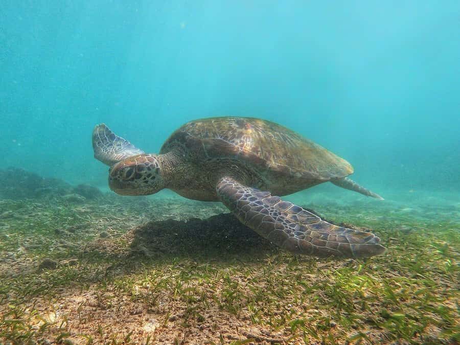 Mirissa : Reef Snorkelling with Wild Sea Turtles - The Itinerary: A Closer Look