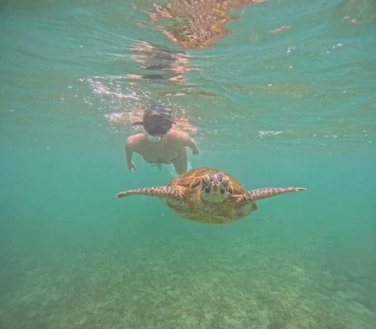 Mirissa Snorkeling Tour with Turtle Adventure and Free Video - Who Will Love This Tour?