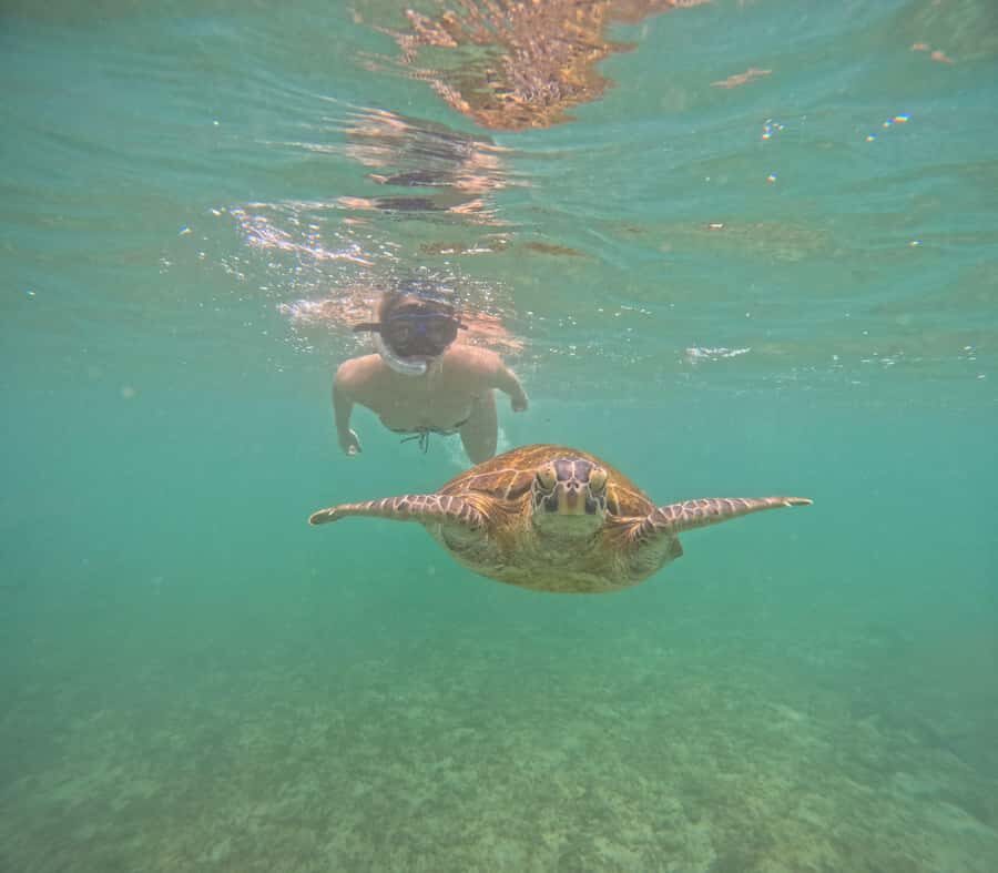 Mirissa Snorkeling Tour with Turtle Adventure and Free Video - Who Will Love This Tour?