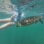 Mirissa Snorkeling Trip with Sea Turtles & Coral Reef - What’s Included and How to Prepare