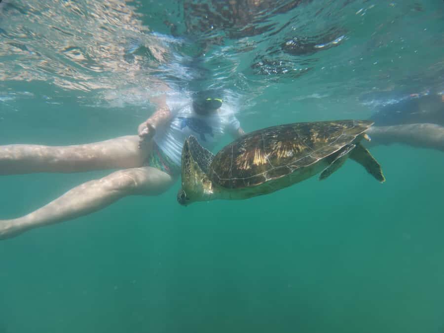 Mirissa Snorkeling Trip with Sea Turtles & Coral Reef - What’s Included and How to Prepare