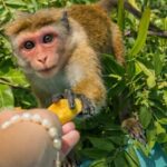 Mirissa/Weligama/Matara: Crocodile Watching & River Safari - What Wildlife Can You Expect?