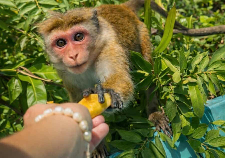 Mirissa/Weligama/Matara: Crocodile Watching & River Safari - What Wildlife Can You Expect?