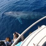 Mirissa: Whale & Dolphin Watching Cruise with Geeths Crew - Who Will Love This Tour?
