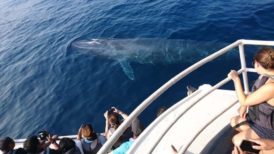 Mirissa: Whale & Dolphin Watching Cruise with Geeths Crew - Who Will Love This Tour?
