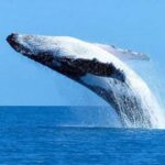 Mirissa: Whale Watching Cruise With Blue Whales & Dolphins - Who Will Love This Tour