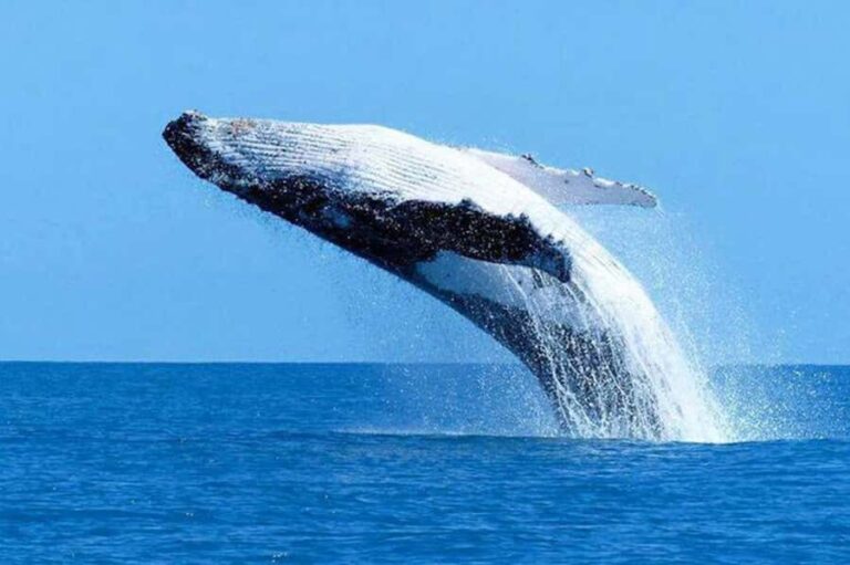 Mirissa: Whale Watching Cruise With Blue Whales & Dolphins - Who Will Love This Tour