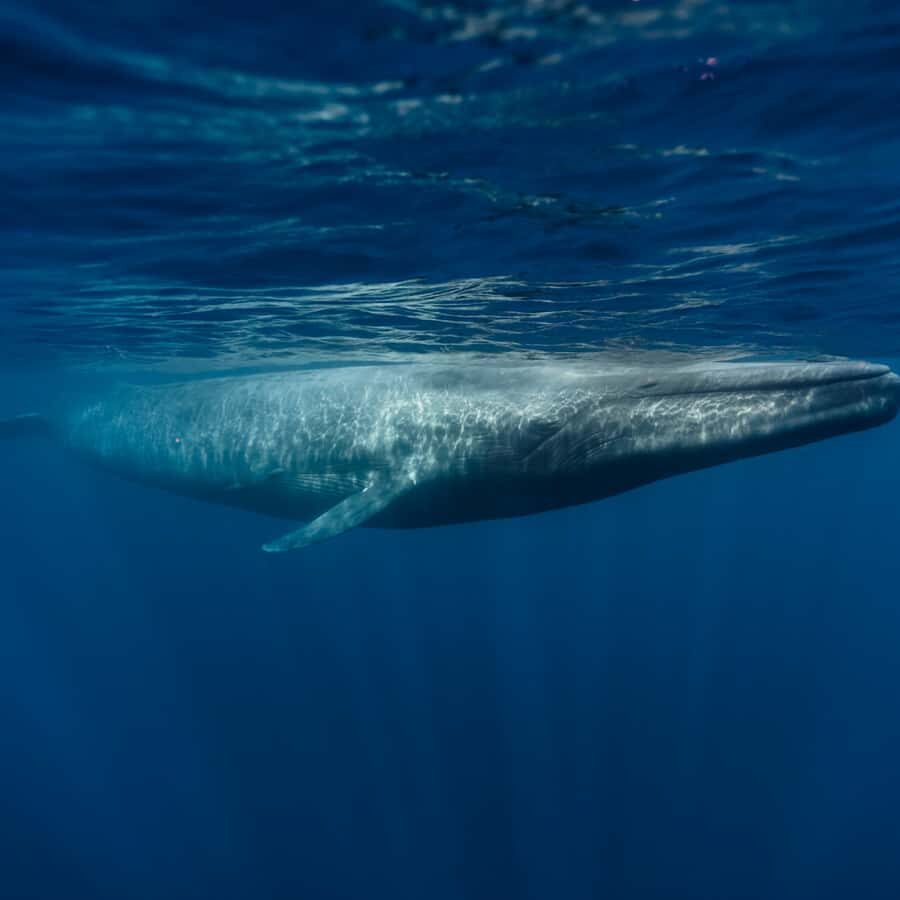 Mirissa: Whale watching day trip from Colombo and Ahungalla - What Sets This Tour Apart?