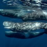 Mirissa Whale Watching Private Day Trip from Colombo or Negombo - The Sum Up: Is It Worth It?